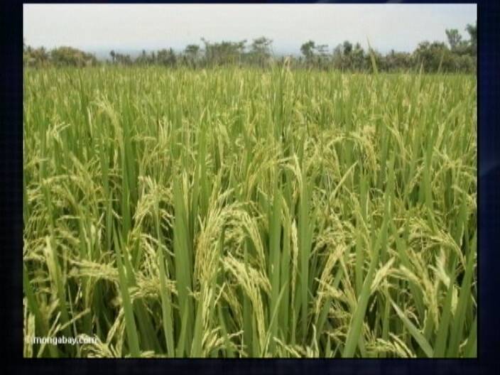 Is Belize importing rice from Uruguay? | News 5 Belize Archive