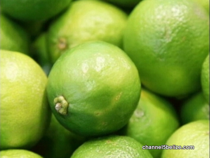 Lime Scarce; Ministry Wants to Import from Mexico | News 5 Belize Archive