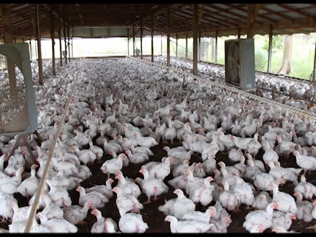 Poultry Association Looks Back at Depopulation Exercise With Regret ...