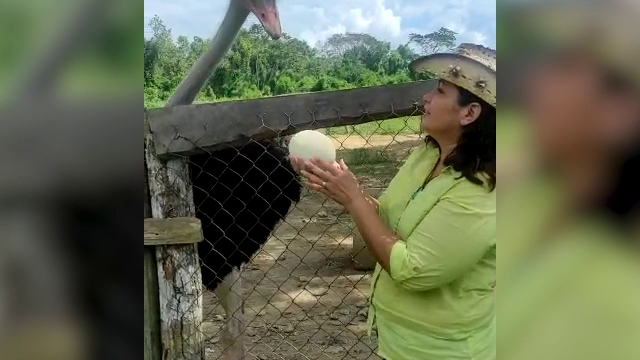 First Ostrich Egg On Record Laid in Belize | News 5 Belize Archive